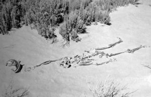 599-skeleton-fb – Notes