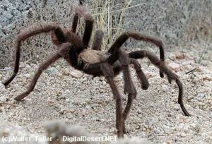 Tarantula Migration – Notes