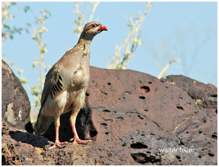 Chukar – Notes