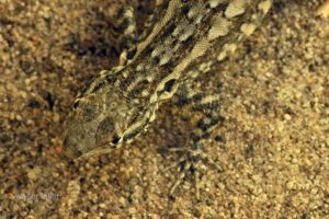 Parietal Eye – Notes