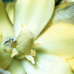 Yucca Moths and Joshua Trees: A Mutualistic Relationship – Notes