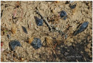 Lithic Scatters, Debitage and Flakes – Notes
