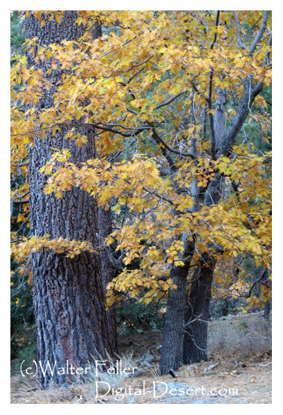 Black Oak
