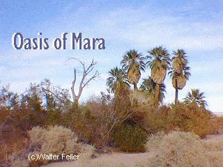 Oasis of Mara